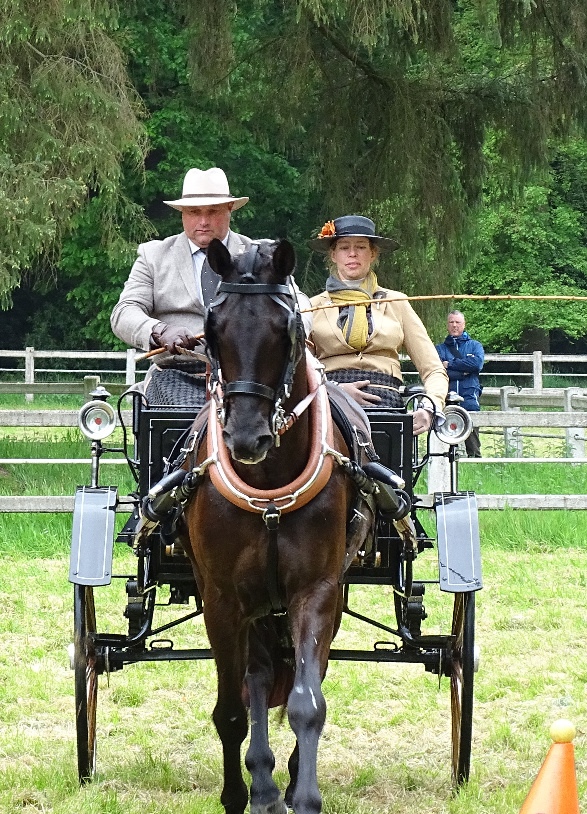 Lord Latimer - MDR Miniature Horses
