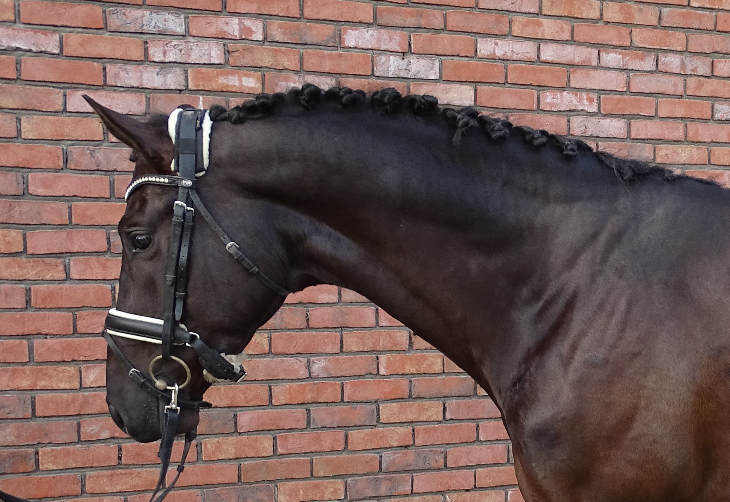 Lord Latimer - MDR Miniature Horses